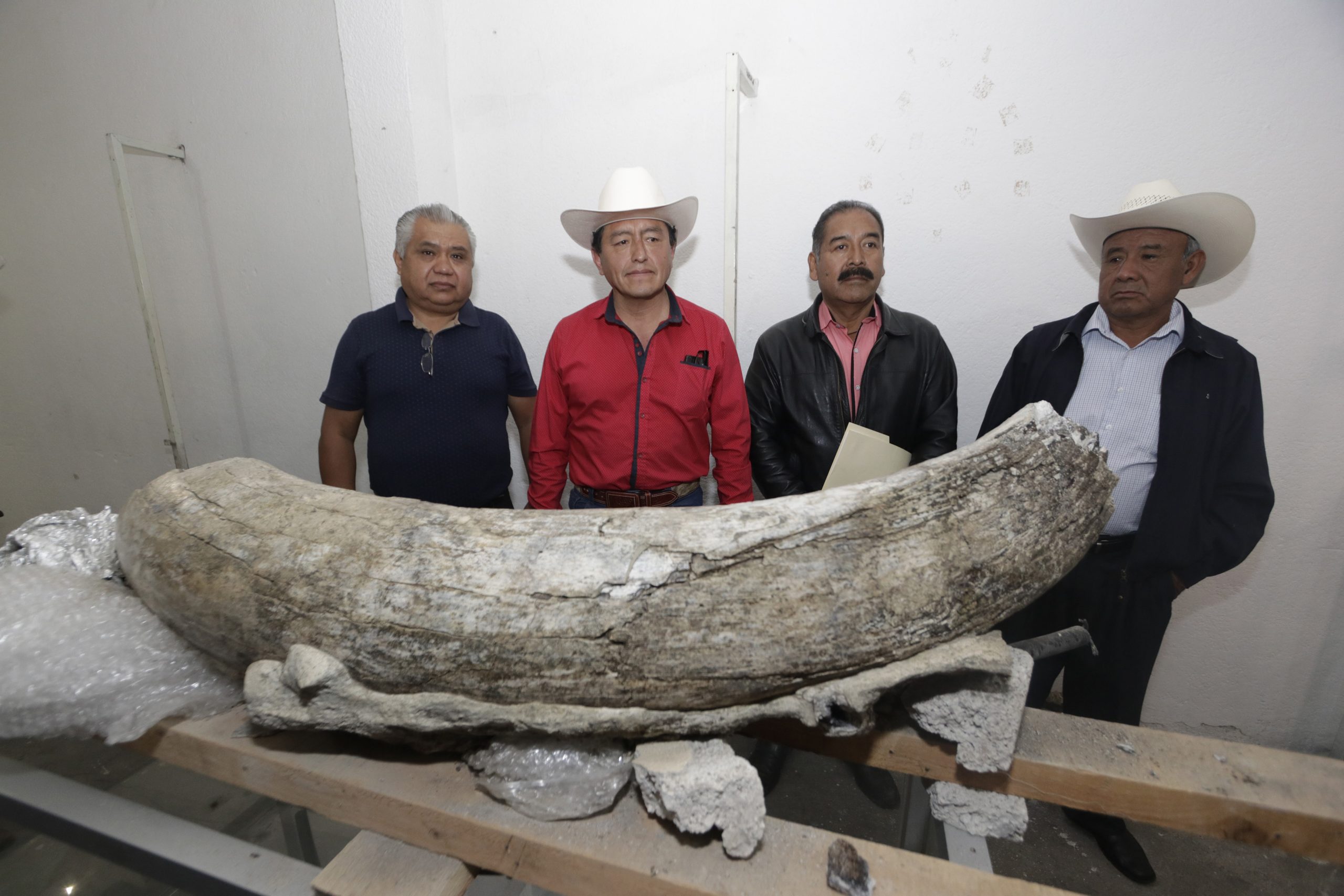 Localizan fósiles de mamut y otras especies en Puebla - El Sur Acapulco ...