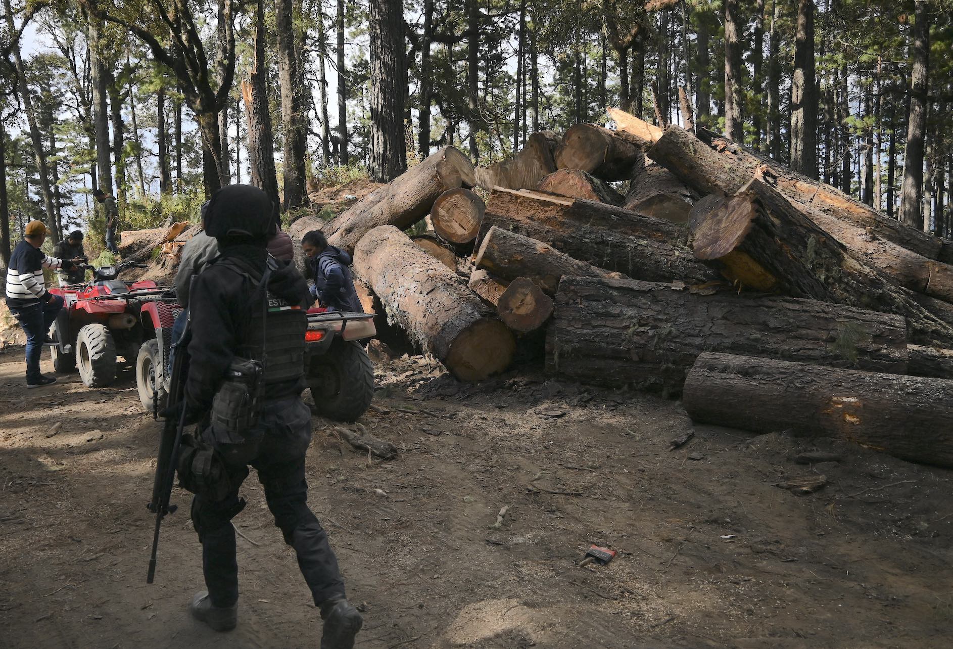 Paran ejidatarios de la sierra de Ajuchitlán la explotación de madera ...