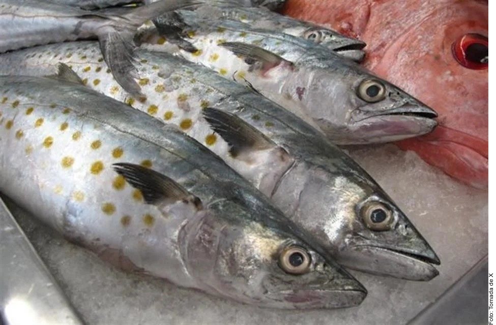 Alertan por microplásticos en pescados de Quintana Roo - El Sur ...