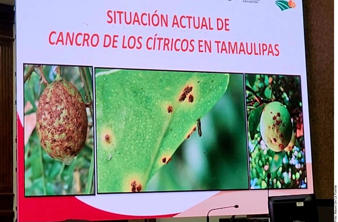 Alertan por plaga en limones de Tamaulipas - El Sur Acapulco ...